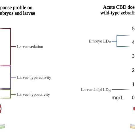 Molecular Structures Of Phytocannabinoids Found In Cannabis Download