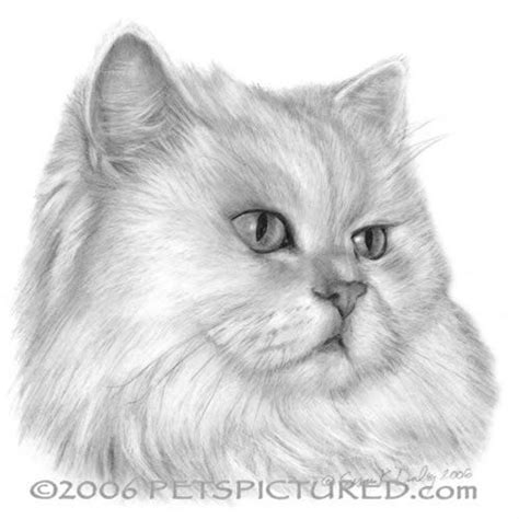 Persian Cat Sketch At Explore Collection Of
