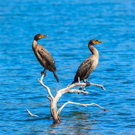 Double Crested Cormorant Stock Image Image Of Feather 155610191