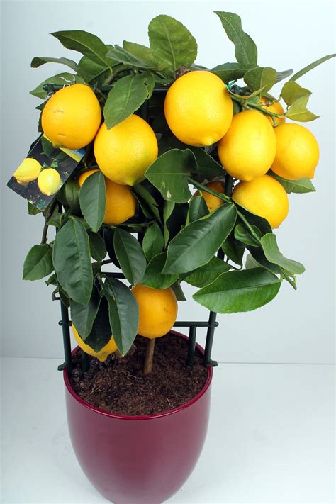 Карликовый лимон комнатный 61 фото