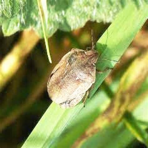 Sunn Pest Detection Object Detection Dataset V1 2023 10 03 2 14am By Pests Detection