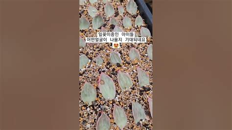 다육이번식방법 다육이잎꽂이 다육이키우는법 다육식물 금다육 식집사 식물 선인장 화분 Youtube