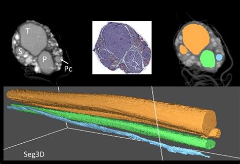 An Example Of A Rat Sciatic Nerve Segmentation C D With Its