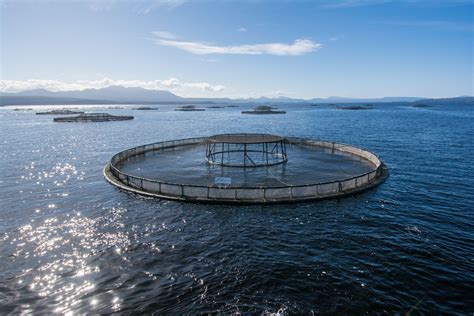 Anti Salmon Farming Activists Are Playing A Global Game Of Whack A Mole Hakai Magazine