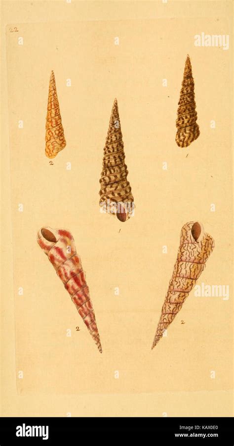 A Plate From The Natural History Of British Shells Showing Detailed