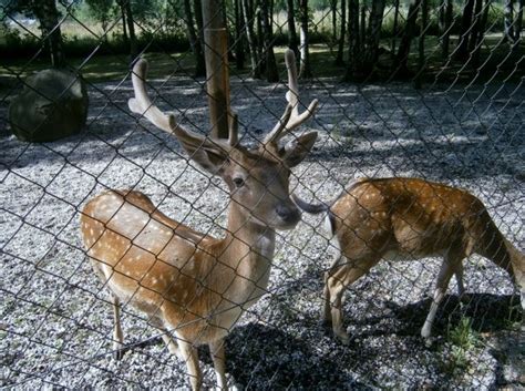 Automatic Wildlife Monitoring Prototypes For Humanity
