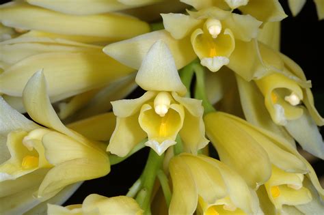 Cymbidium Elegans Alchetron The Free Social Encyclopedia