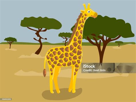 사파리 사막에서 만화 기린의 그림 재미있는 기린이 있는 사바나 평소 거주지에 있는 기린 아동 일러스트 아동 도서 인쇄 0명에