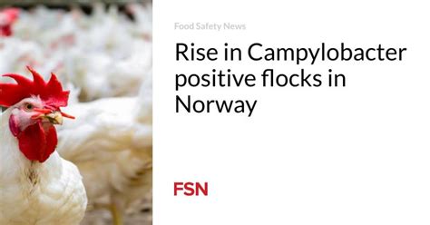 Food Safety Microbiology And Hygiene On Linkedin Rise In Campylobacter Positive Flocks In