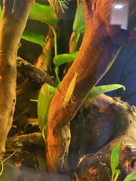 Is There Something Wrong With My Amano Shrimp He She Looks Vastly