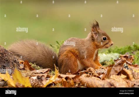 Red Squirrel Scientific Name Sciurus Vulgaris Alert Red Squirrel
