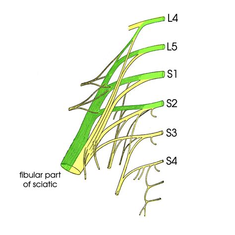 Sacral Plexus Anatomyzone