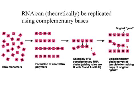 Dna Structure And Function Ppt Download