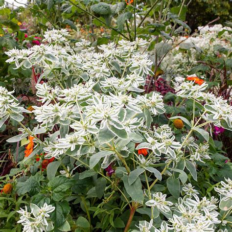 Snow On The Mountain Seeds Euphorbia Marginata