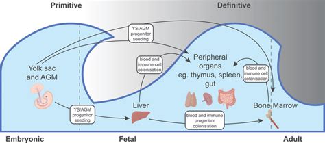An Illustration Depicting The Two Waves Of Hematopoiesis During