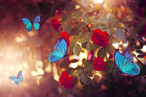 환상적인 빨간 장미 꽃과 푸른 Morpho 나비 마법의 꽃이 만발한 정원 신비한 저녁 일몰 배경에 동화 같은 꽃 숲 0명에 대한 스톡 사진 및 기타 이미지 Istock