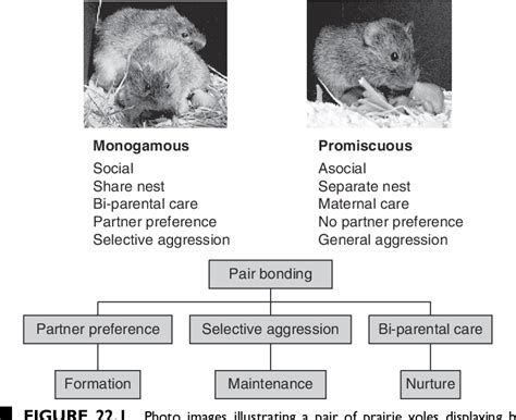 Figure 22 From Dopamine Regulation Of Pair Bonding In Monogamous