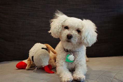 Maltipoo Der Malteser Pudel Mix Im Porträt Mit Bilder
