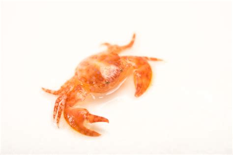 Black Fingered Mud Crab Panopeus Herbstii Joel Sartore