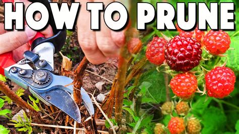 How To Care For Raspberry Bushes At Gwen Mayer Blog