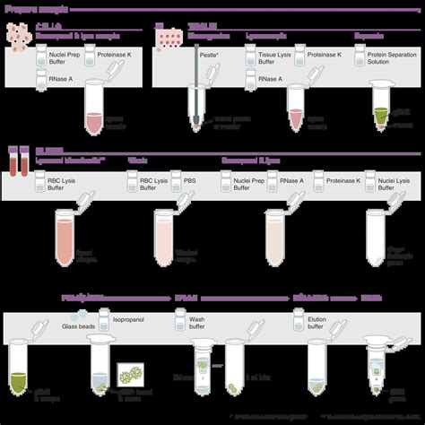 High Molecular Weight Dna Extraction Neb