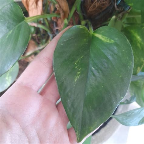 Is This A Pathos Plant Rplants