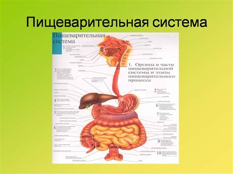 Наше питание Пищеварительная система Презентации по окружающему миру