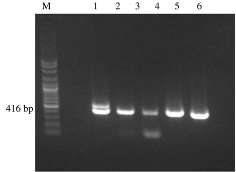 Dna Amplification Of Dna Terminase Target Gene Using Degenerate Primer