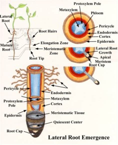 Diagram Of Root Structure