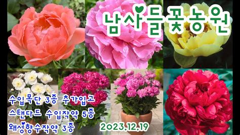 남사들꽃농원 20231219 수입목단 황관 도금 화왕 수입작약 향수작약 왜성향수작약 보더참 코랄참 가드니아 커맨드퍼포먼스 알렉산더플래밍 뿌리묘