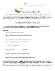 Understanding Chloroplasts and Mitochondria in Plant Cells | Course Hero
