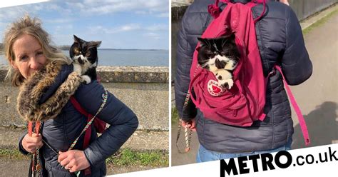 Meet Wilbur The Cat Who Loves Being Taken Out And About In A Backpack