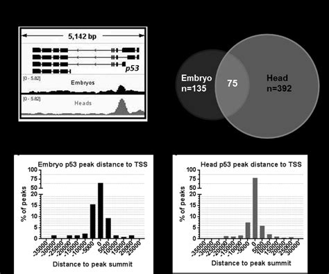 P53 Genome Wide Binding Profiles In Drosophila Embryos And Heads A