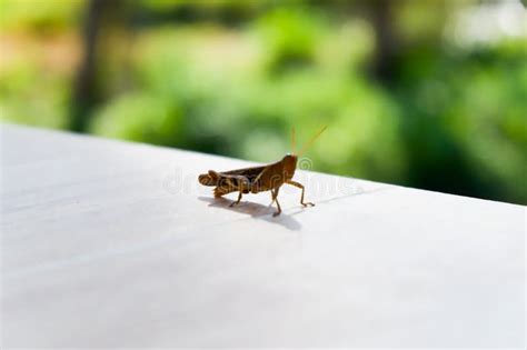 In The Yard Of The House Which Has A Garden A Grasshopper Was Seen