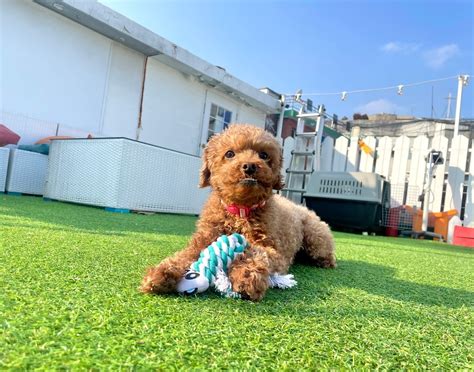 푸들 홍시 강아지 책임무료분양 ♥ 강아지무료분양 고양이무료분양 유기견입양 아이조아요양보호소