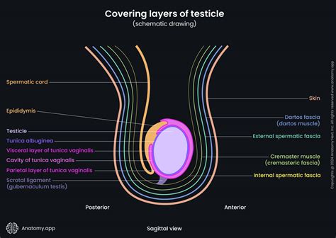 Covering Layers Of Testicle Schematic Drawing Anatomyapp