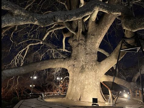 Inkaya Historical Plane Tree 600 Year Old Giant Tree Gezimaks