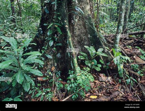 Large Emergent Tree In Lowland Tropical Rainforest Manu Peru Stock
