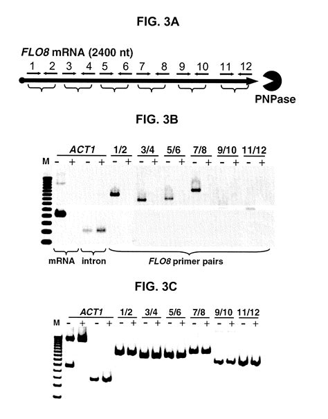 Methods For Analyzing Lariat Rna Eureka Patsnap
