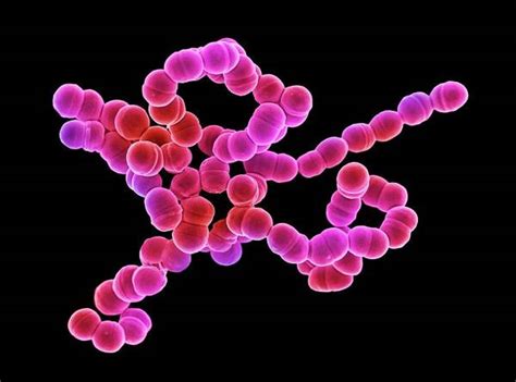 Streptococcus Bacteria Structure