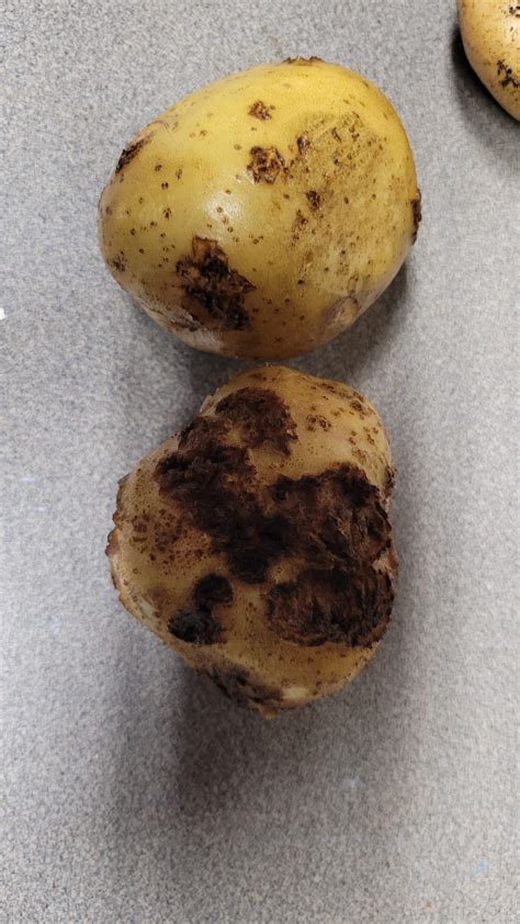 What Causes This On My Potatoes Rgardening