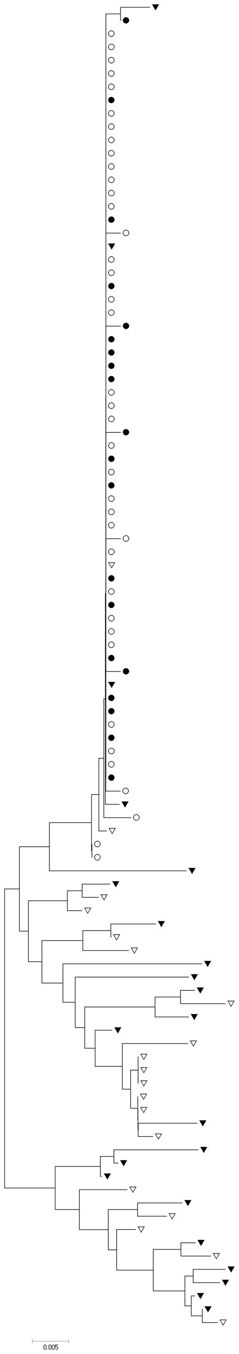 Evolutionary Relationships Between The Hiv 1 Env Genes In Download