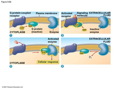 Lecture 11 Cell Signaling Cell Singaling Ppt