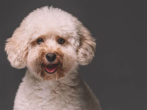 Whats The Difference Between A Miniature And Toy Poodle