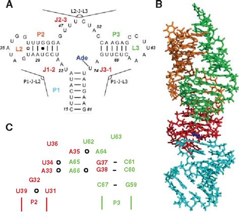 figure 1 from loop loop interaction in an adenine sensing riboswitch a
