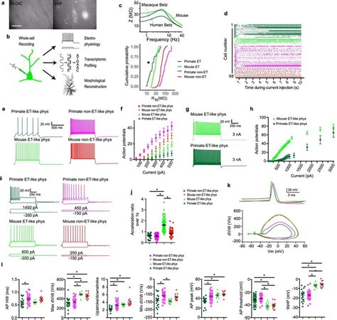 Differences In Spike Trains Produced By L5 Glutamatergic Neurons And Download Scientific
