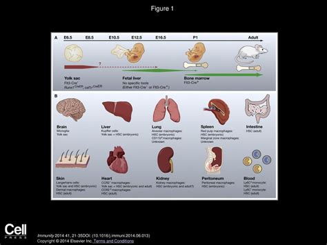 Origin And Functions Of Tissue Macrophages Ppt Download