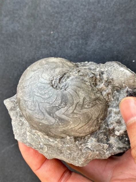Goniatite On Matrix Fossilised Shell 82 Cm 8 Cm Catawiki