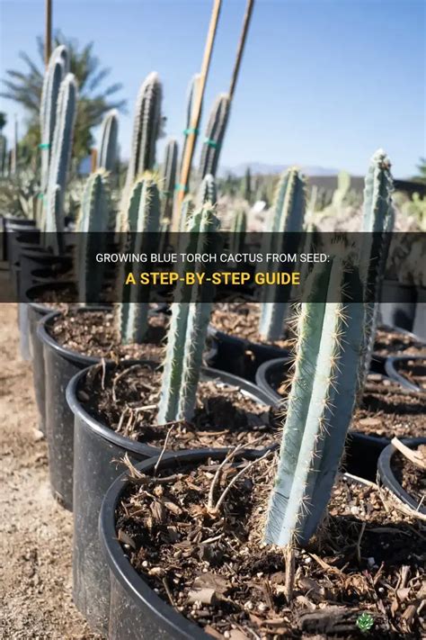 How To Grow Blue Torch Cactus From Seed Successfully Shuncy