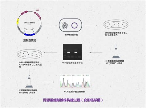 细菌基因敲除：从技术到应用